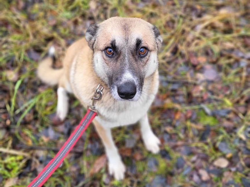 Милая домашняя собака Милана