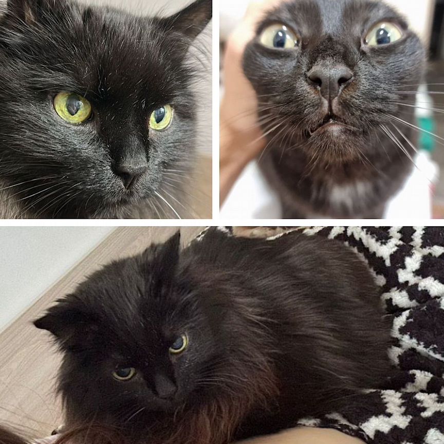 Взрослый кот в добрые руки