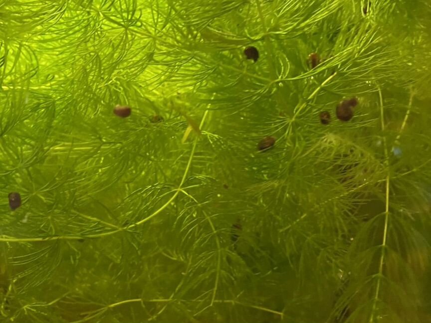 Аквариумное растение, рыбки, улитки