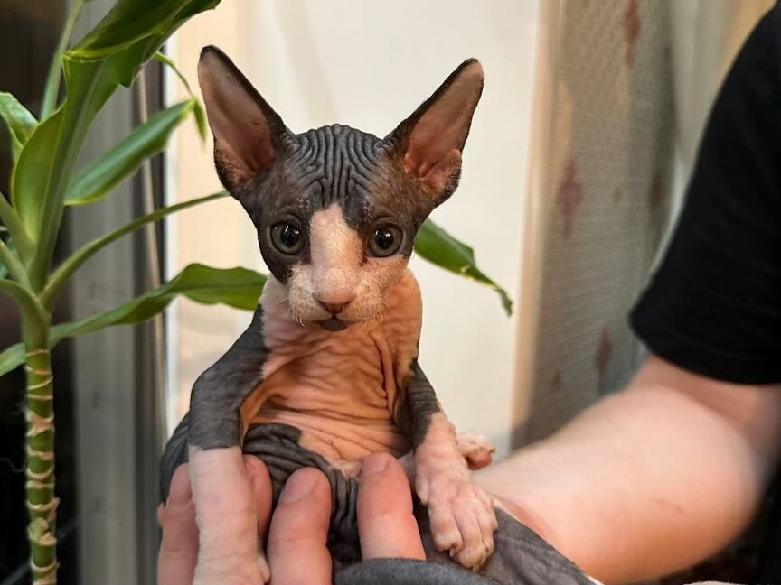 Канадский сфинкс котенок