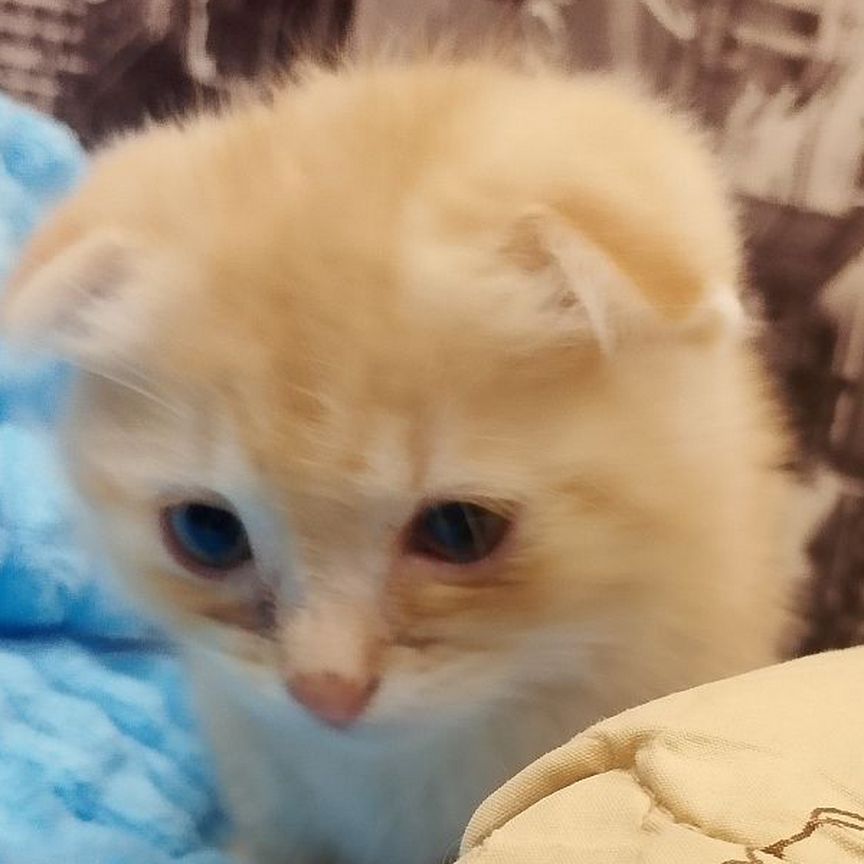 Шотландский вислоухий короткошёрстный котёнок