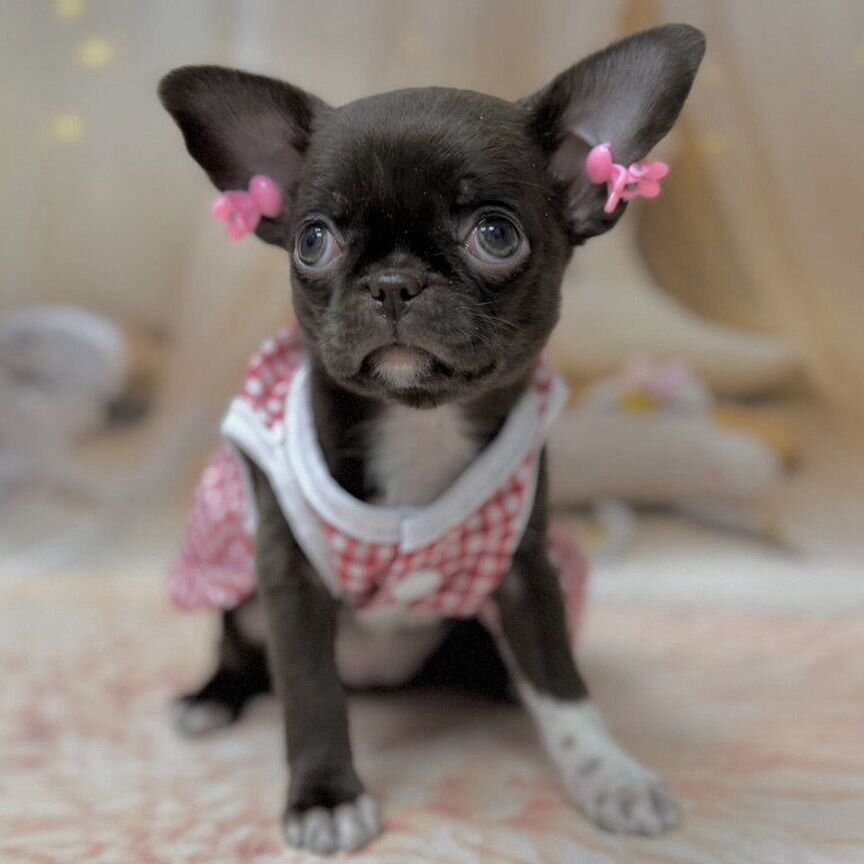 Чихуахуа, щенок