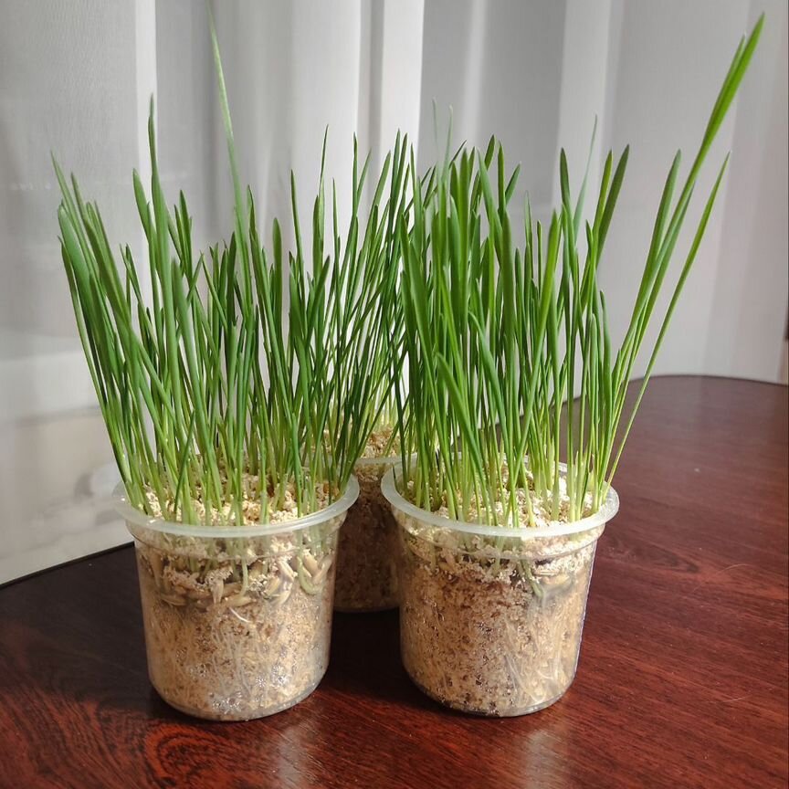 Пророщенный овёс для кошек, собак, грызунов и т.д