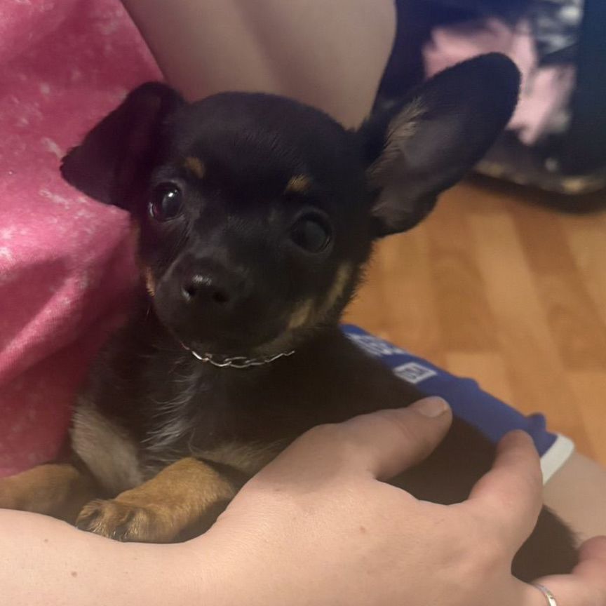 Английский той-терьер, щенок