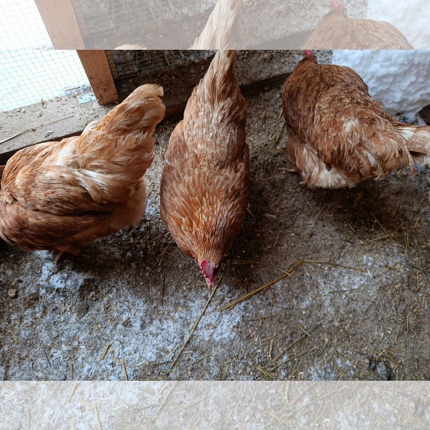 Куры несушки