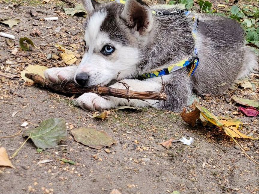 Щенки хаски бесплатно