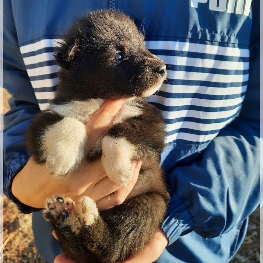 Щенки русско-европейской лайки