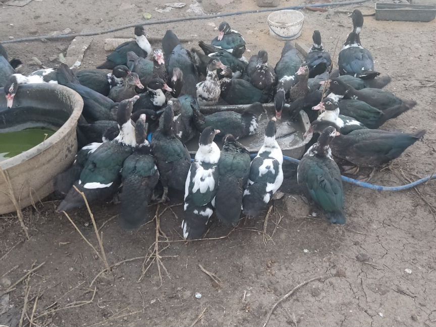 Ундоутки 2 месяца