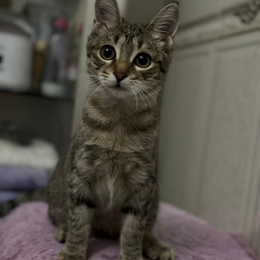 Котята в добрые руки бесплатно +7 916 855-20-19