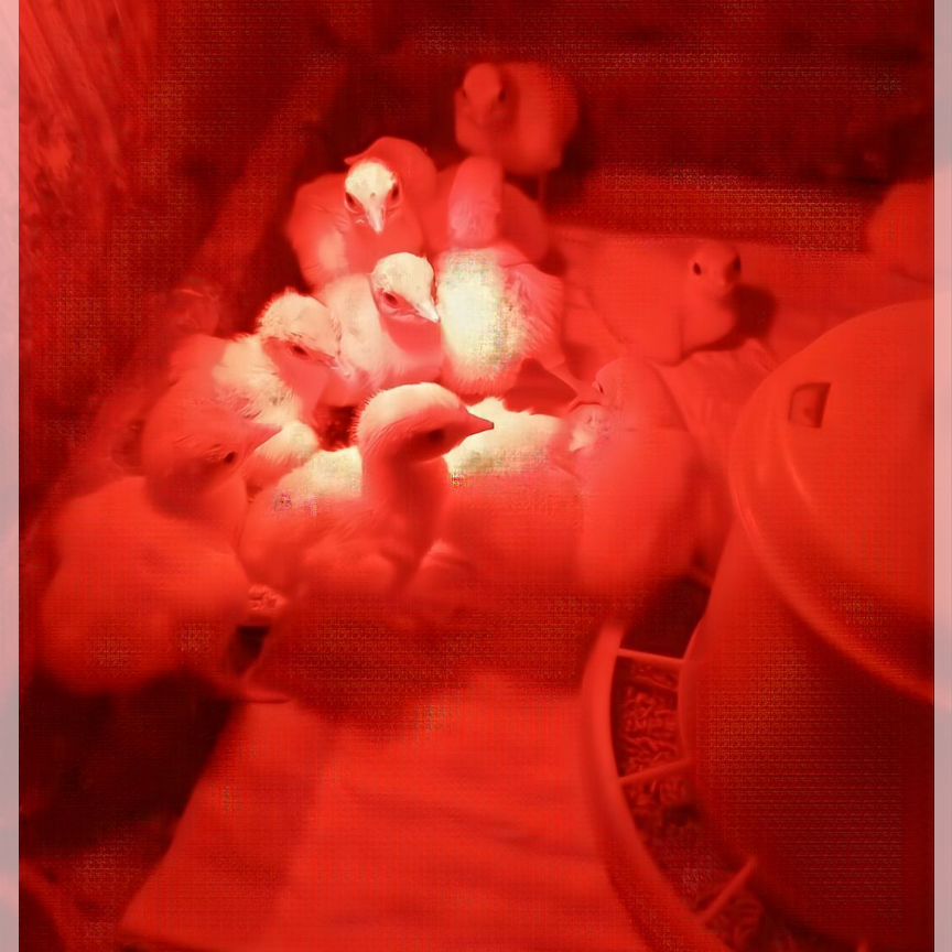 Индюшата белые широкогрудые