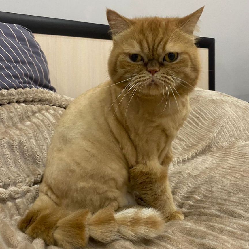 Экзотическая чистокровная кошка