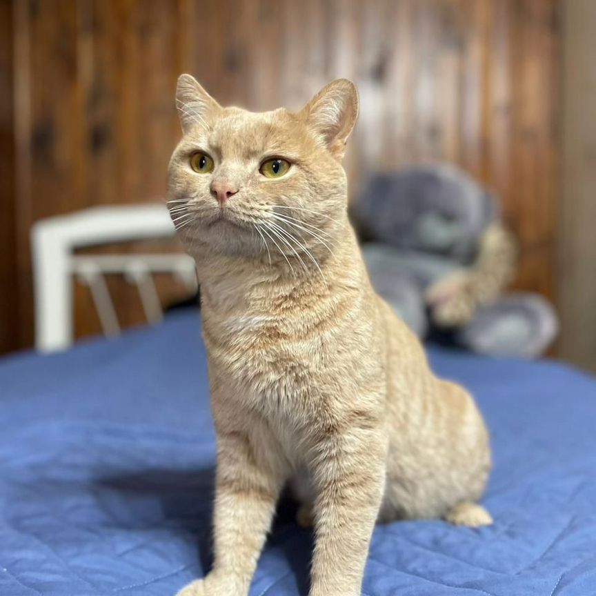 Кошка