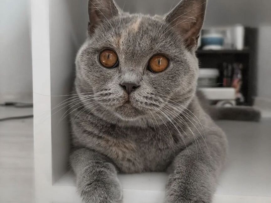 Шотландская кошка