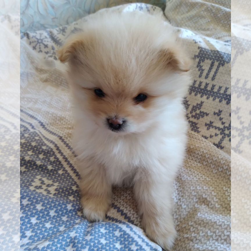 Померанский шпиц, щенок