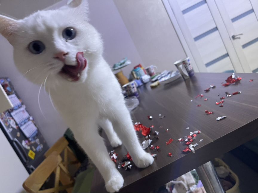 Котики бесплатно в добрые руки