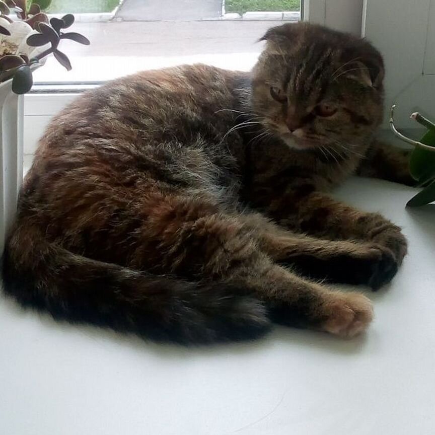Кошка