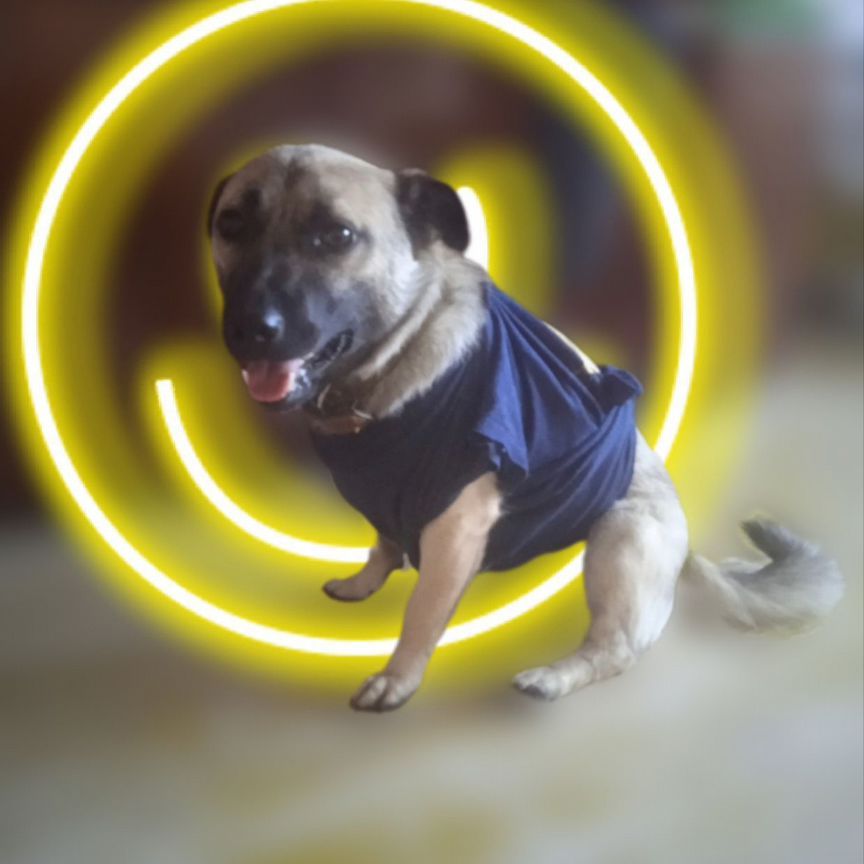 Мухтар ищет новый дом