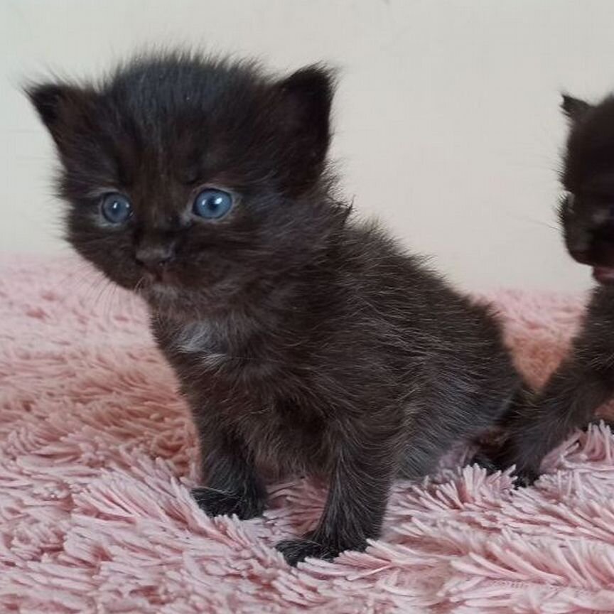Отдам котят в хорошие руки