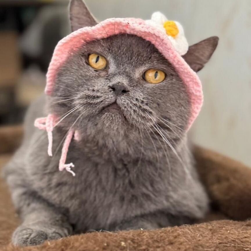 Британский короткошёрстный кот, взрослый