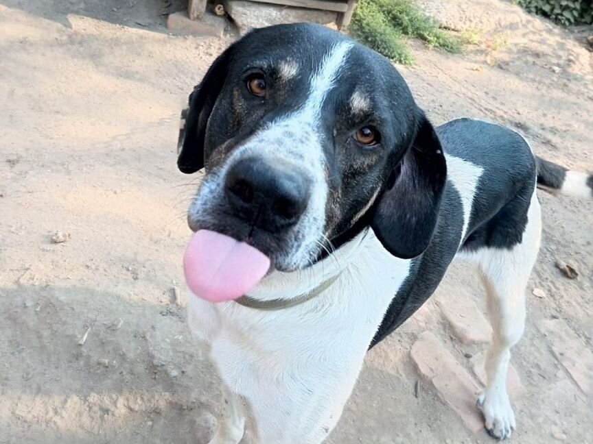 Метис курцхаара