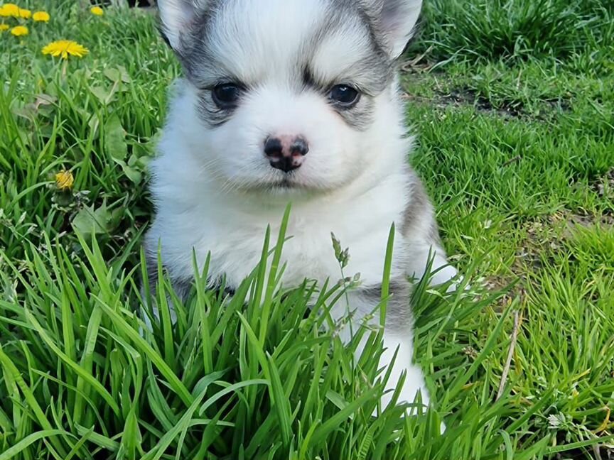 Собака маленькая порода