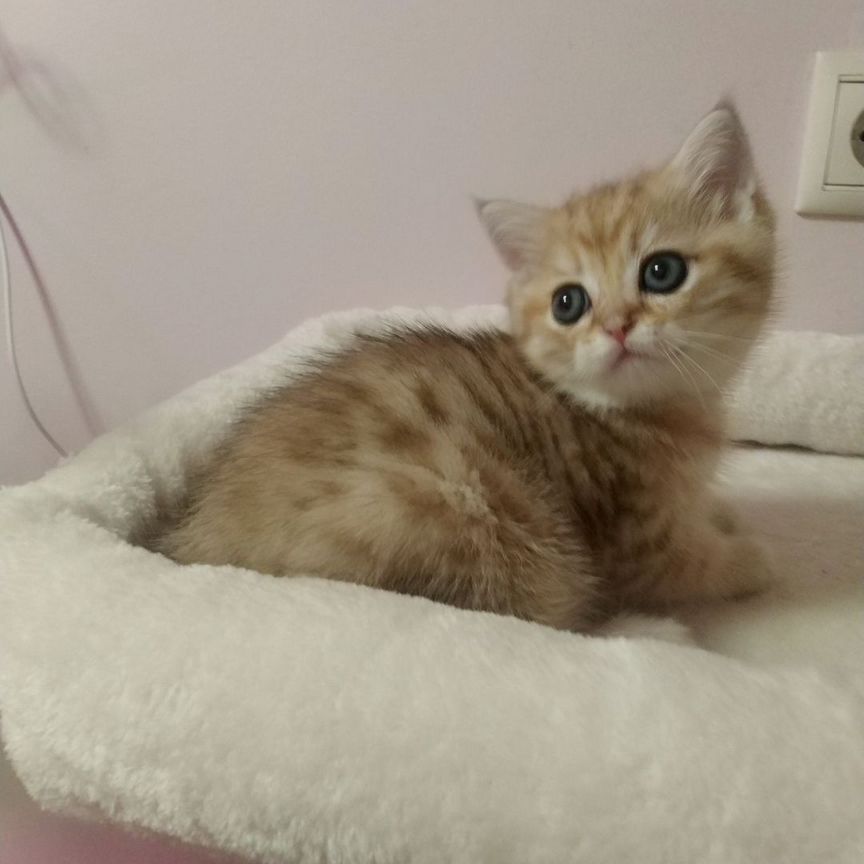 Британские зеленоглазые малыши