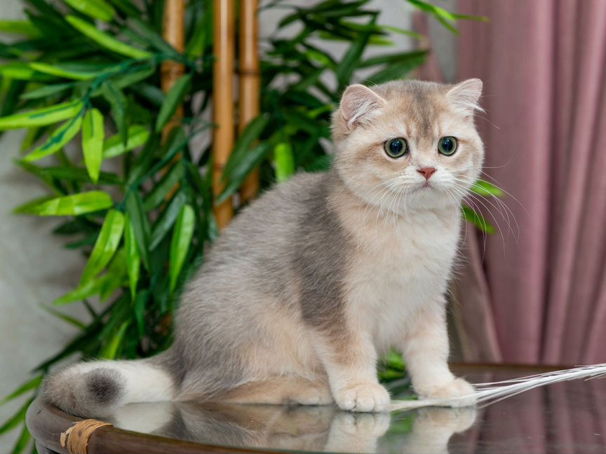 Британский котик ау11