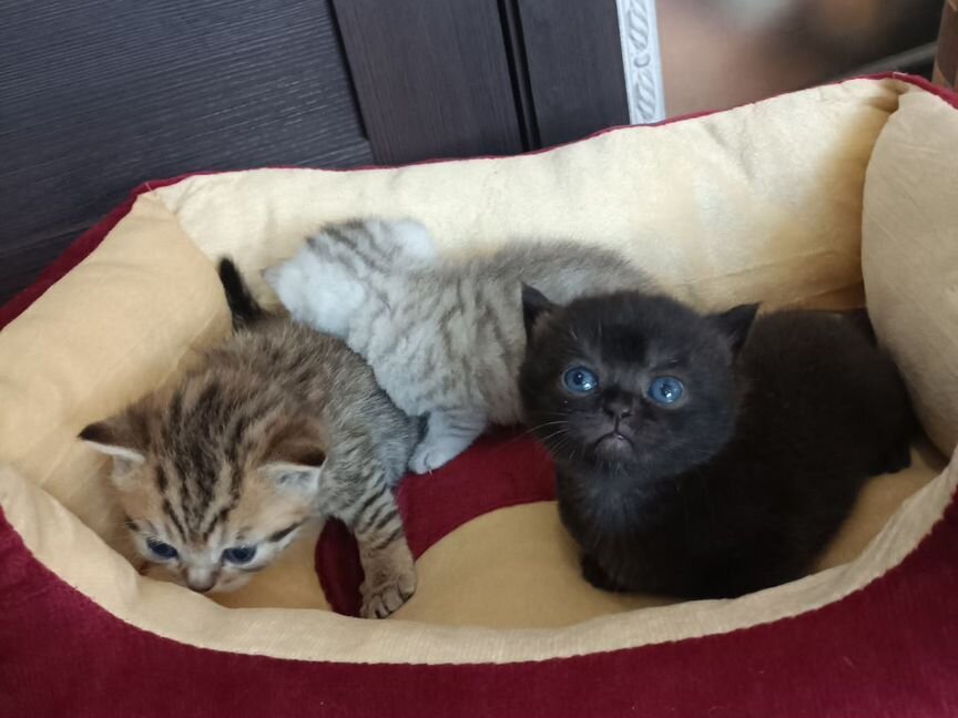 Котята британцы, читайте