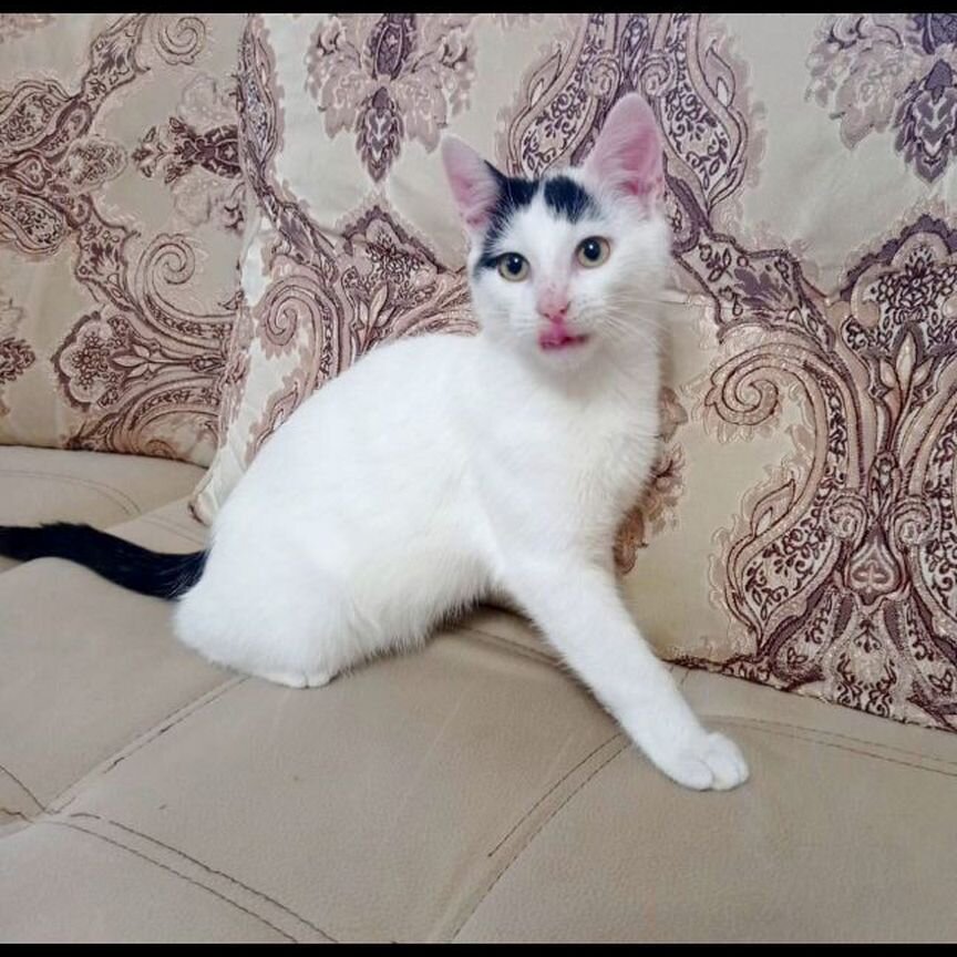 Отдам шикарного котенка