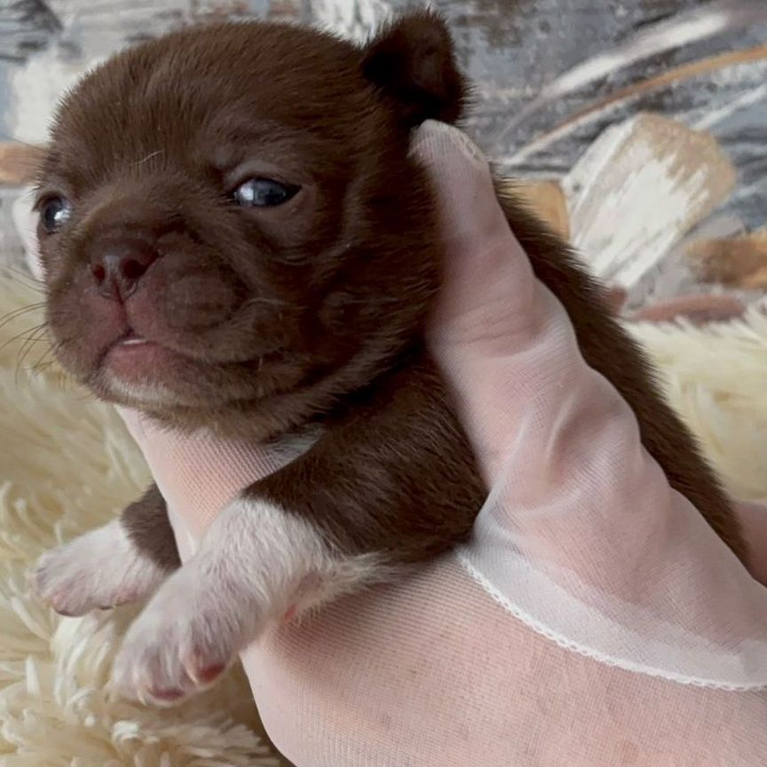 Чихуахуа, щенок