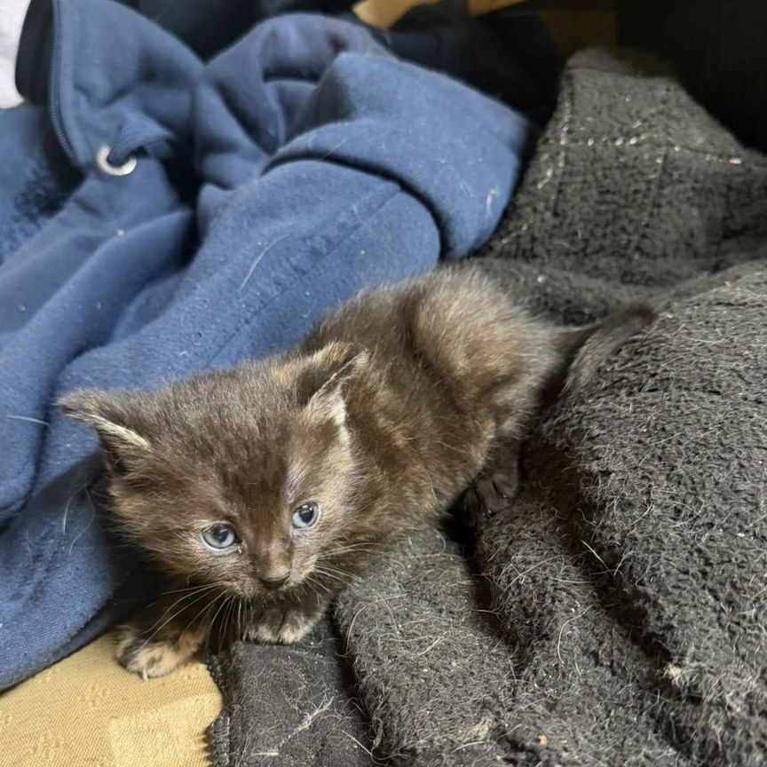 Котёнок в добрые руки