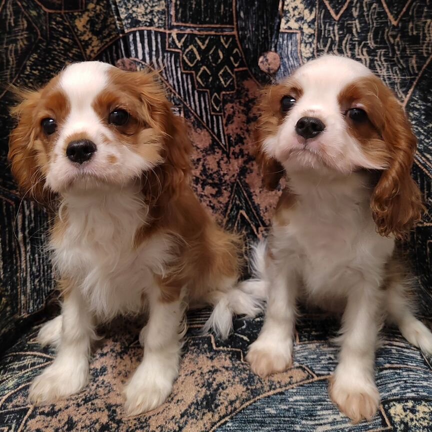 Кавалер кинг-чарльз-спаниель, щенок