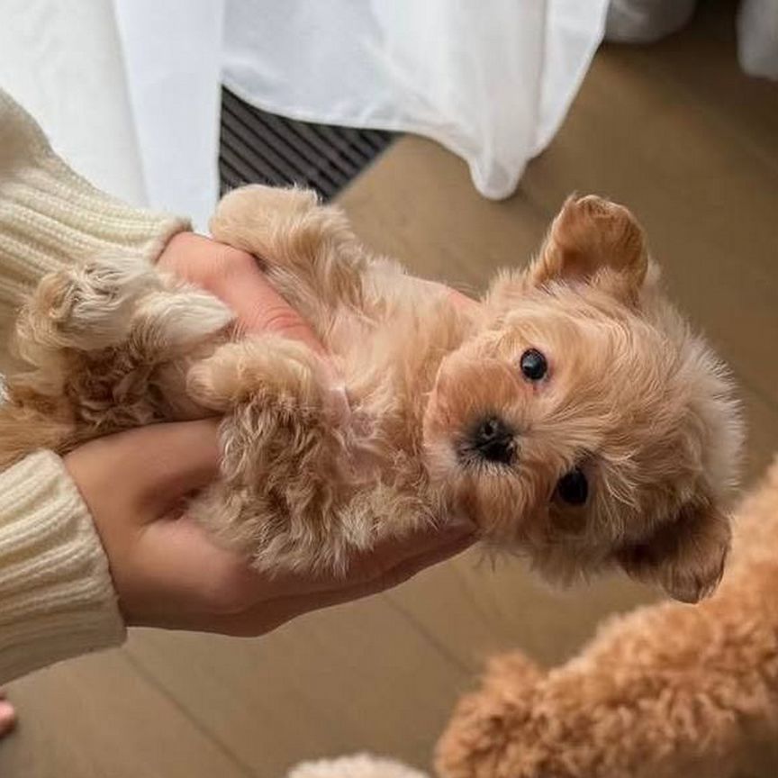 Мальтипу, щенок