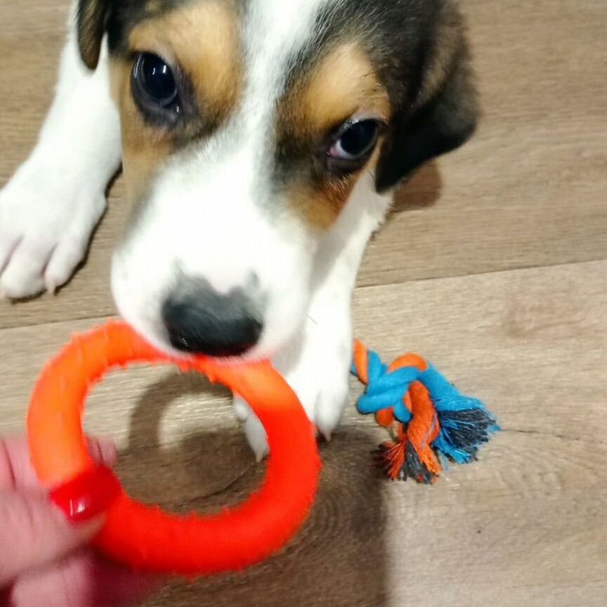 Малышок Байкал ждет свою семью