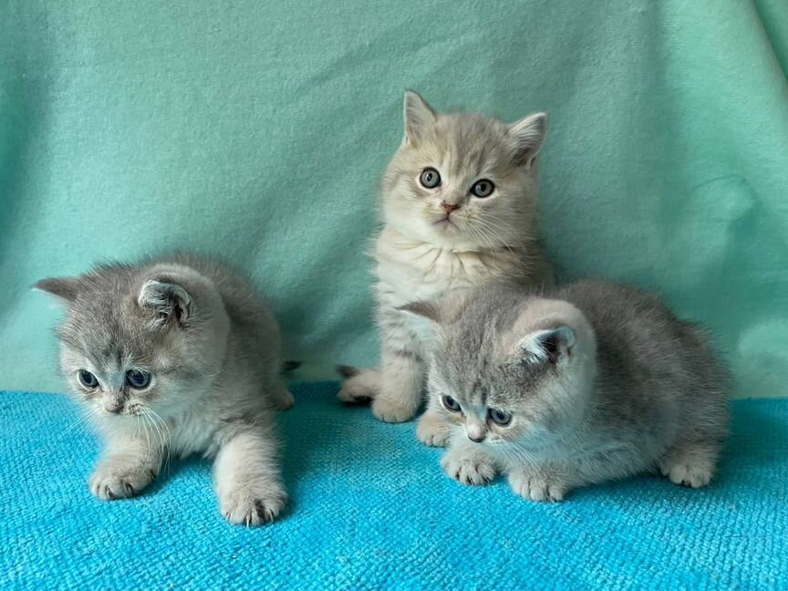 Шотландские котята страйт