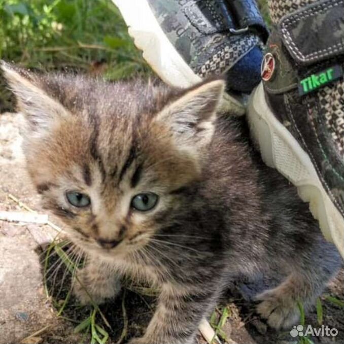 Выкинули малыша-помогите спасти. Возраст1-1,5мес