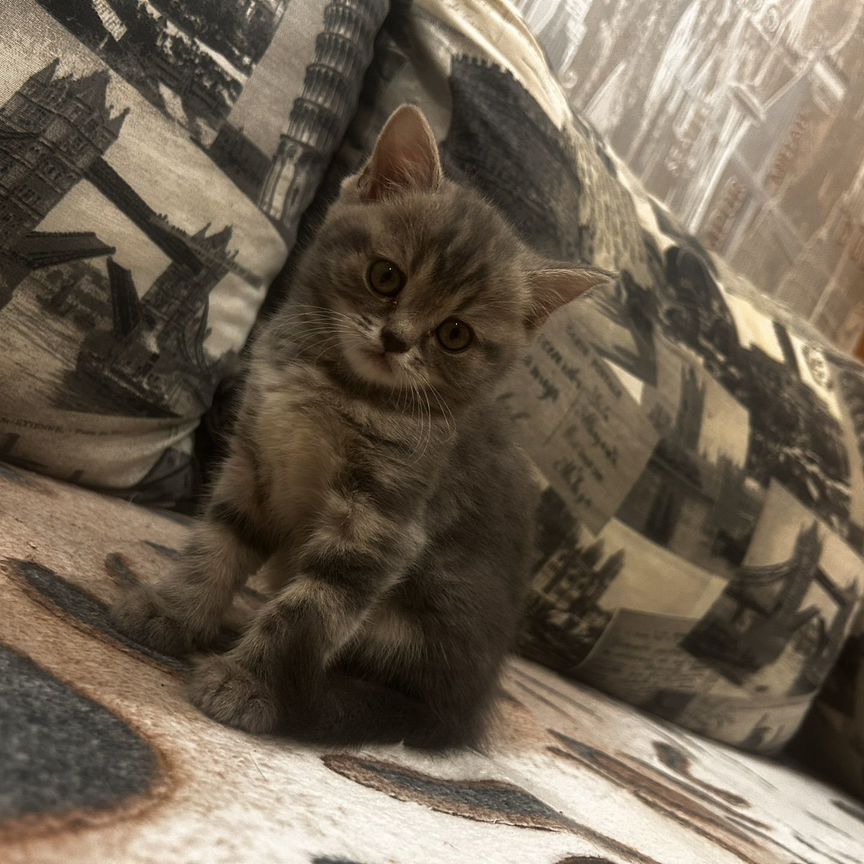 Щотландские котята