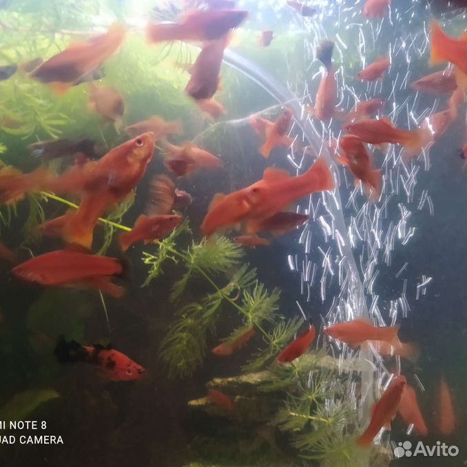 Меченосцы,гурами