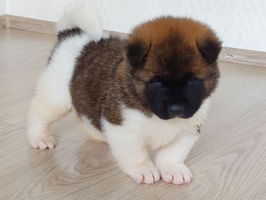 Щенки Американской Акиты