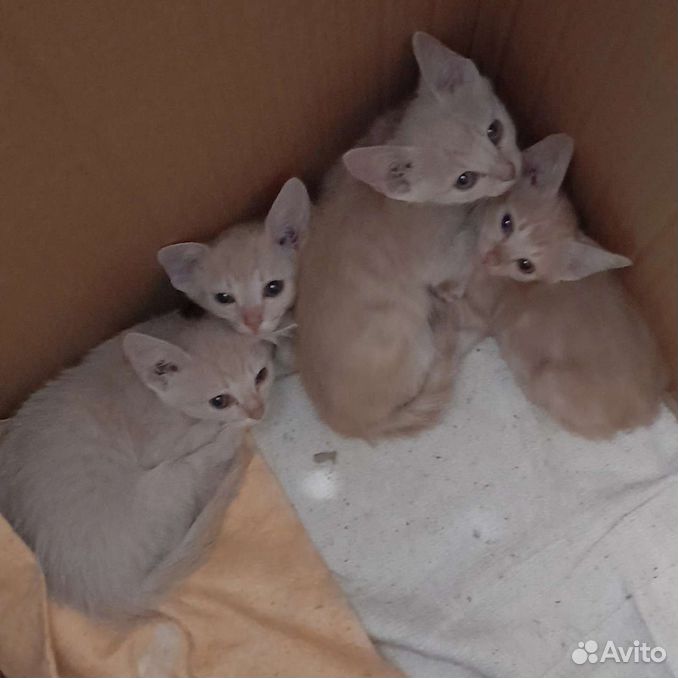 Котятки ребятки в Добрые руки