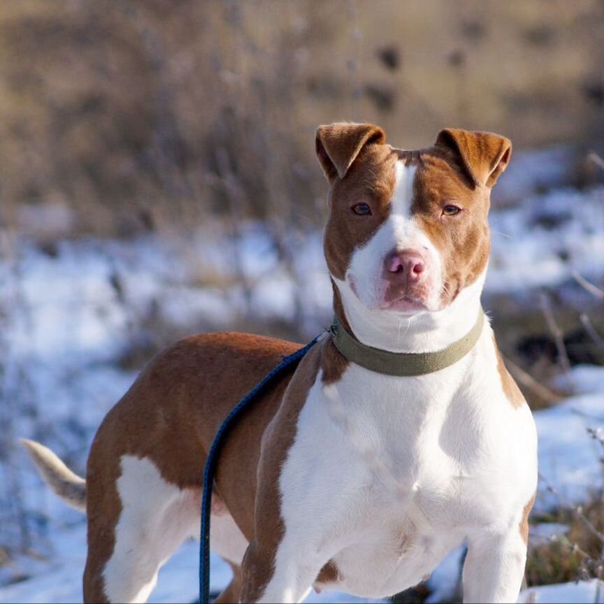 Американский питбультерьер, взрослая собака