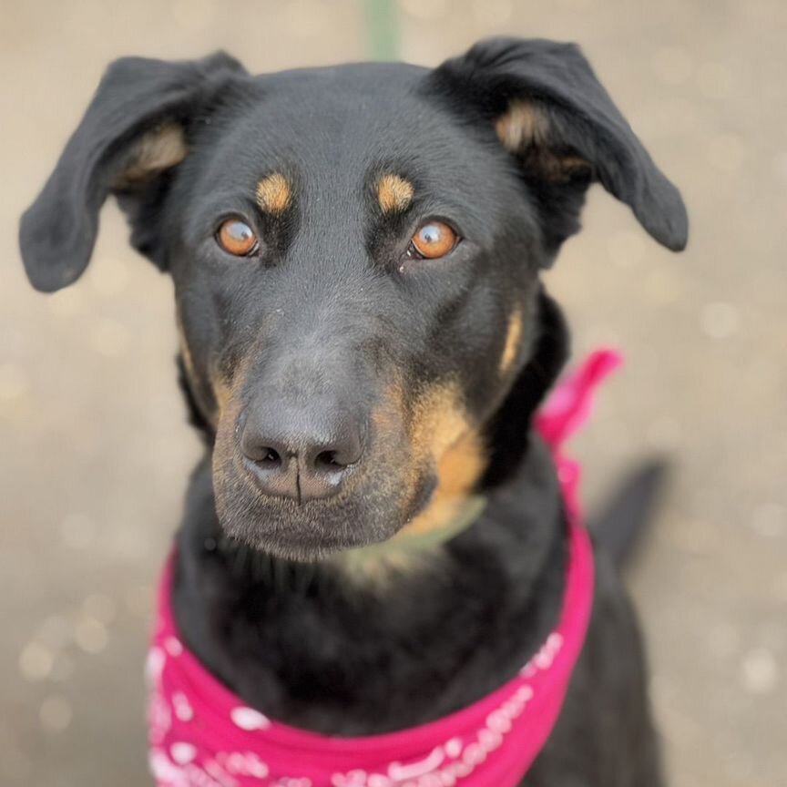 Собака с волшебными глазами