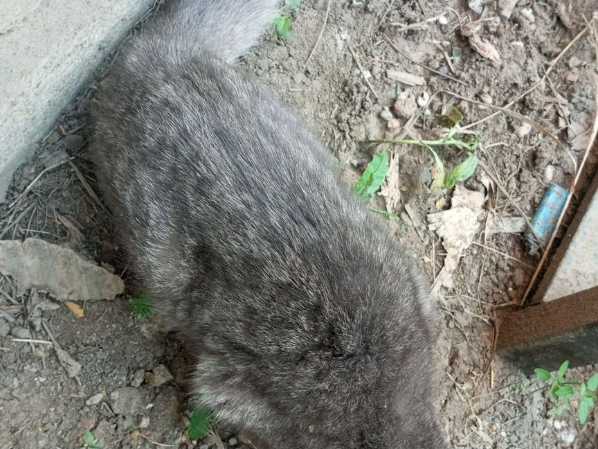 Кошка пародистая, Британка вислоухая