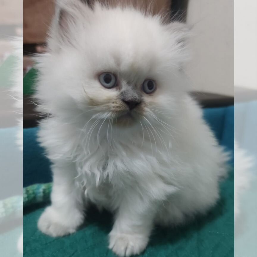 Котятки Шотландские