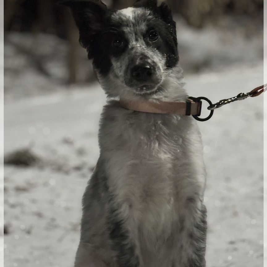 Щенок в добрые руки