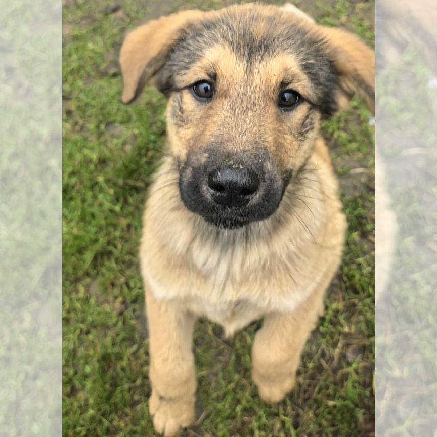 Щенок в добрые руки