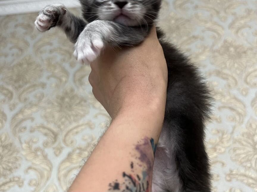 Котенок Менй -Кун