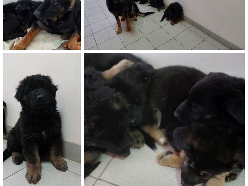 Щенки метисы в добрые руки