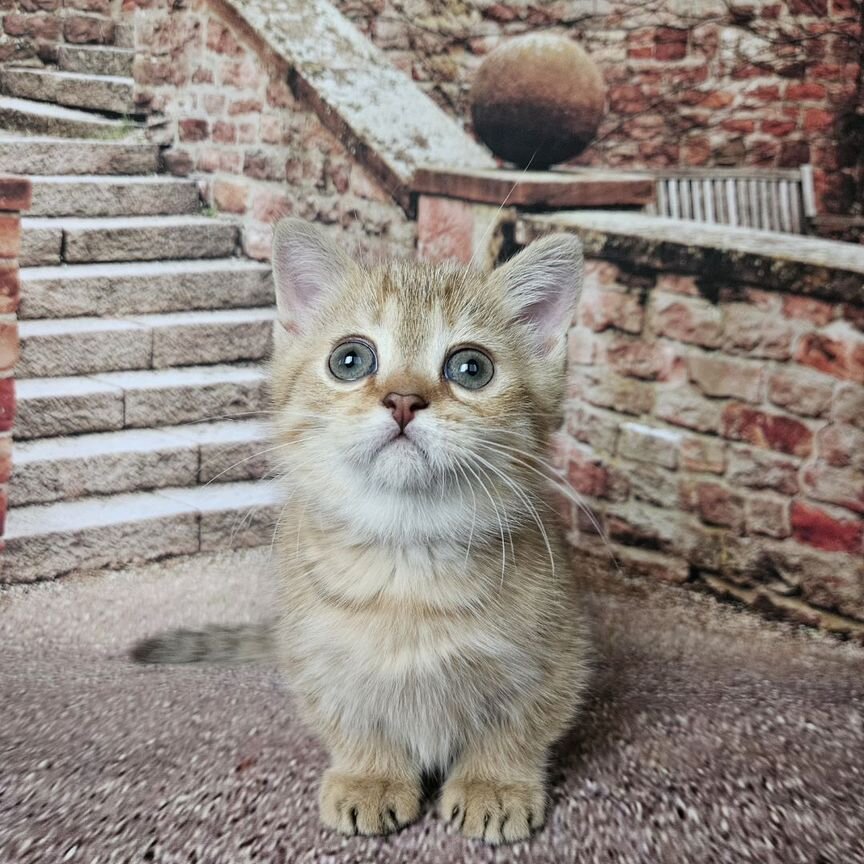 Котенок мальчик на коротких лапках