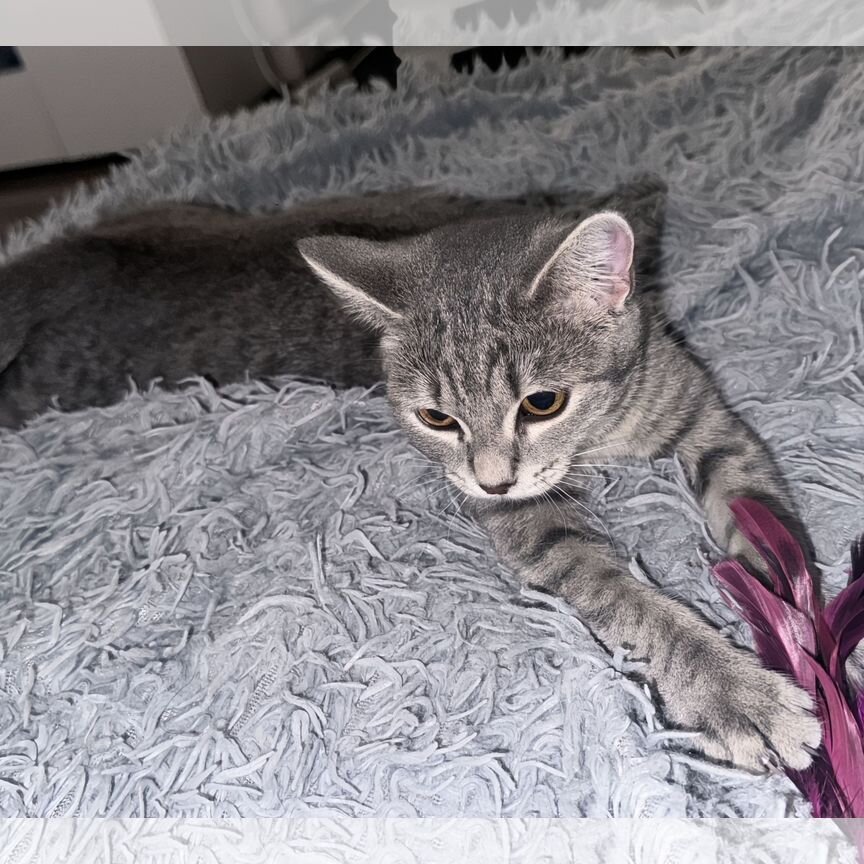 Котёнок в добрые руки